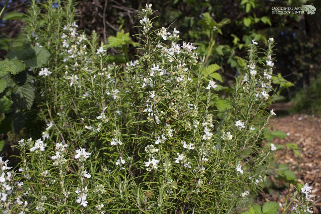 White Rosemary - OAEC Nursery