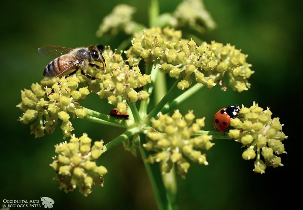 Lovage - OAEC Nursery