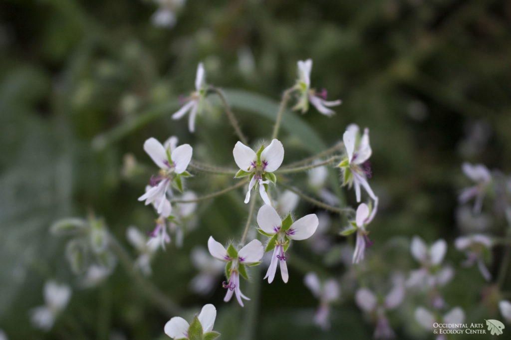Peppermint Geranium - OAEC Nursery