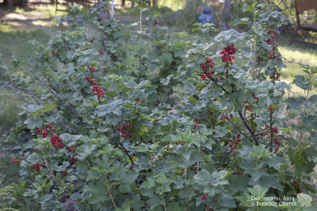 Red Lake' Currant - OAEC Nursery